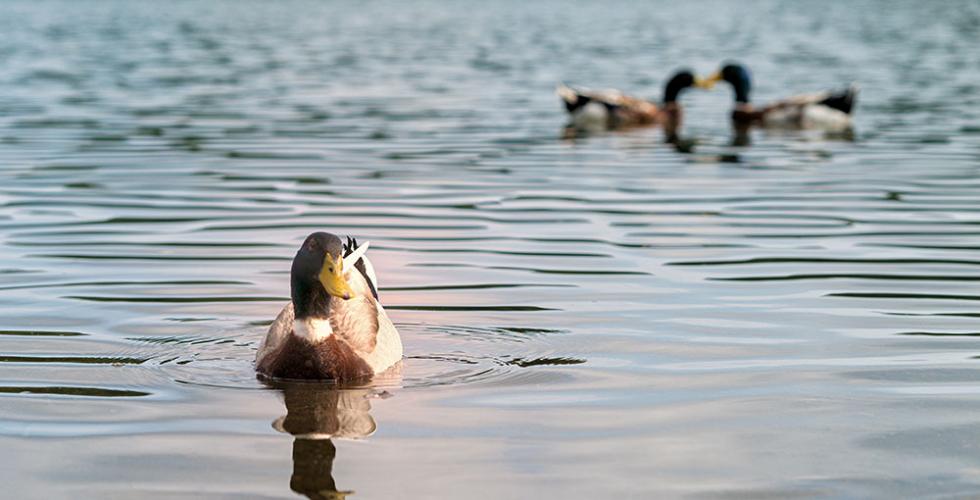 Load Testing Using Postman